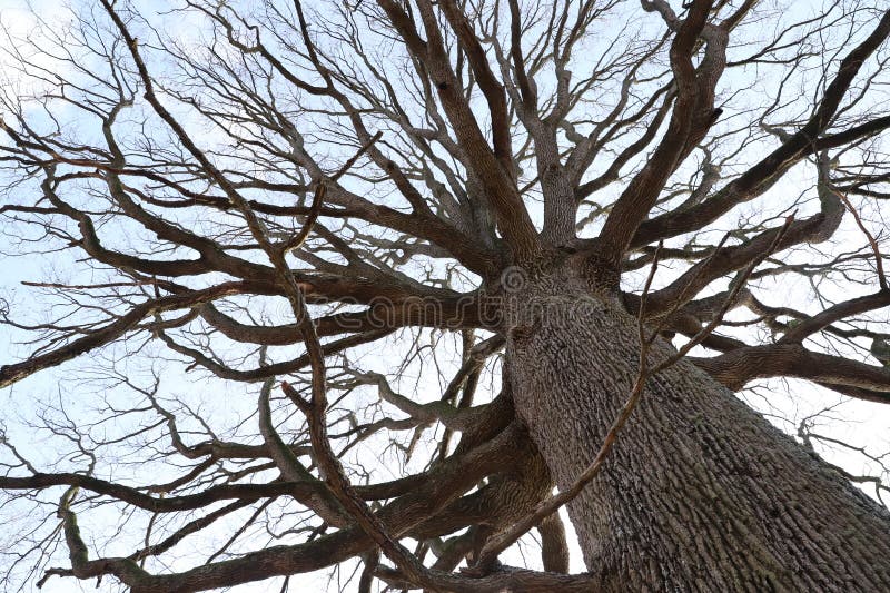 Large Leafless Oak Tree, Bare in the Heart of Winter. Skeleton of Trunk ...