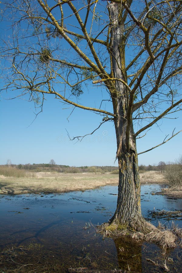 Large Leafless Tree Growing in Water Stock Image - Image of field ...