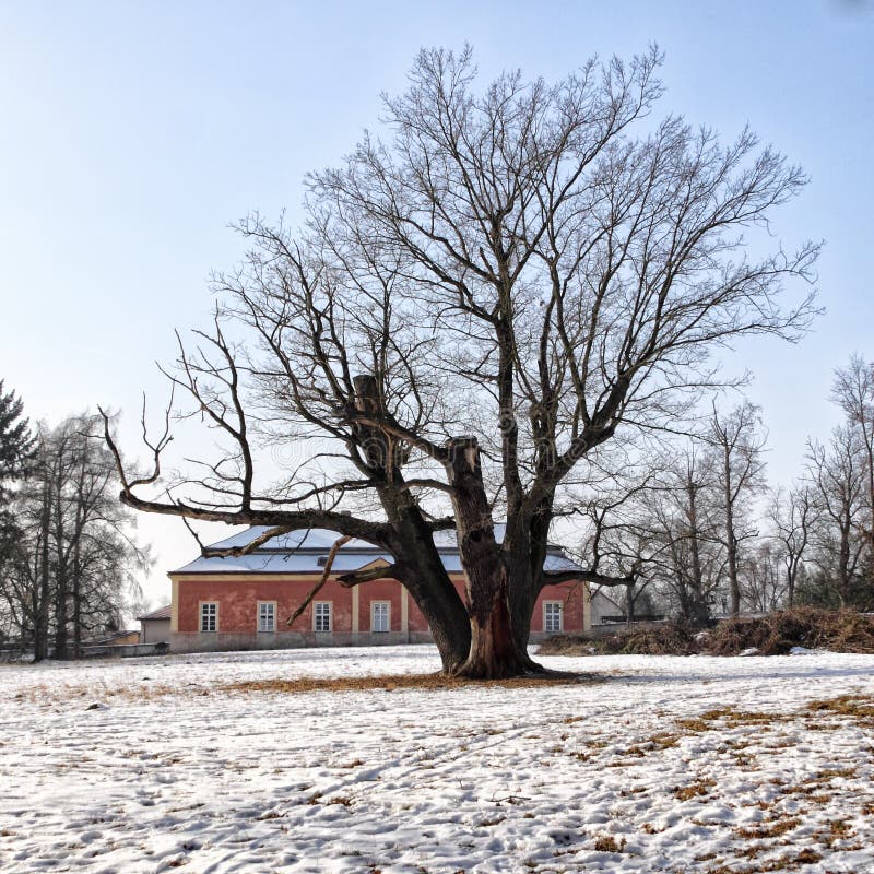 Large Leafless Tree in the Middle of Lawn Stock Photo - Image of ...