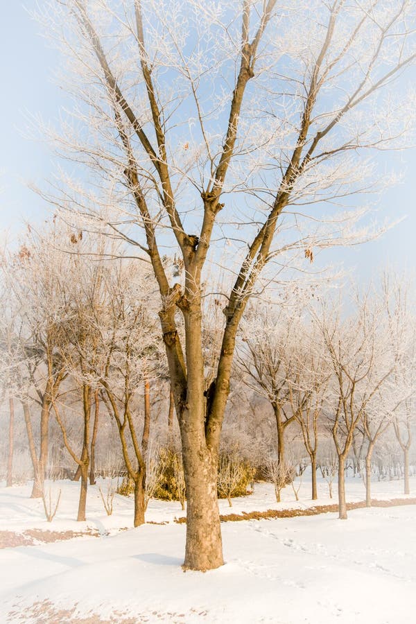 Large Leafless Tree in Middle of Snow Covered Field Stock Photo - Image ...