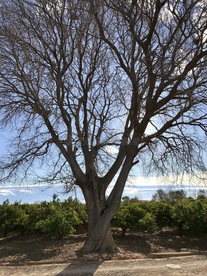 Large Leafless Tree with Orange Groves in the Background Stock Photo ...
