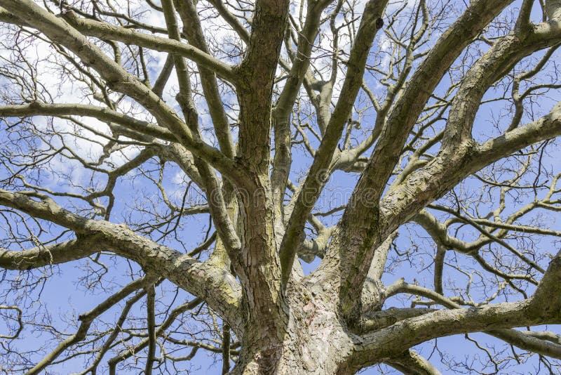 Large leafless tree stock photo. Image of leaves, season - 113815370