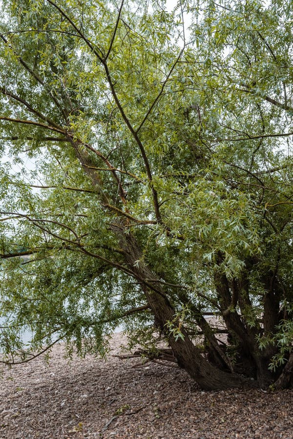 Large Leafy Green Tree in Spring Stock Image - Image of closeup, shade ...