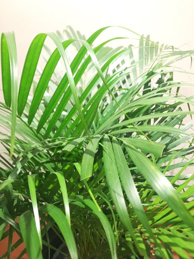 Large Leafy Plant with Green Stems Under the Light. Close View. Stock ...