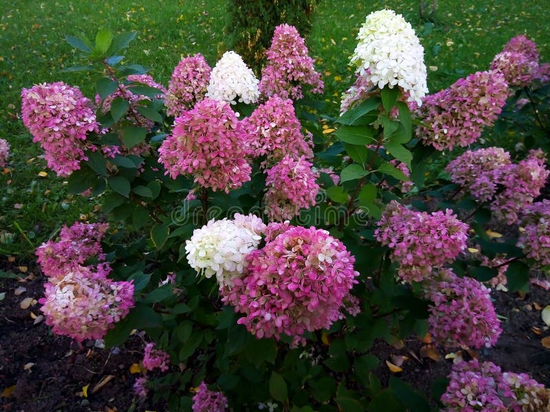Large-leaved Hydrangea . Beautiful Hydrangea Flower Bush in the City ...