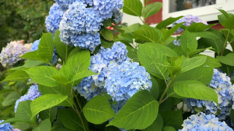 Large-leaved Hydrangea Fluttering in the Wind Stock Footage - Video of ...