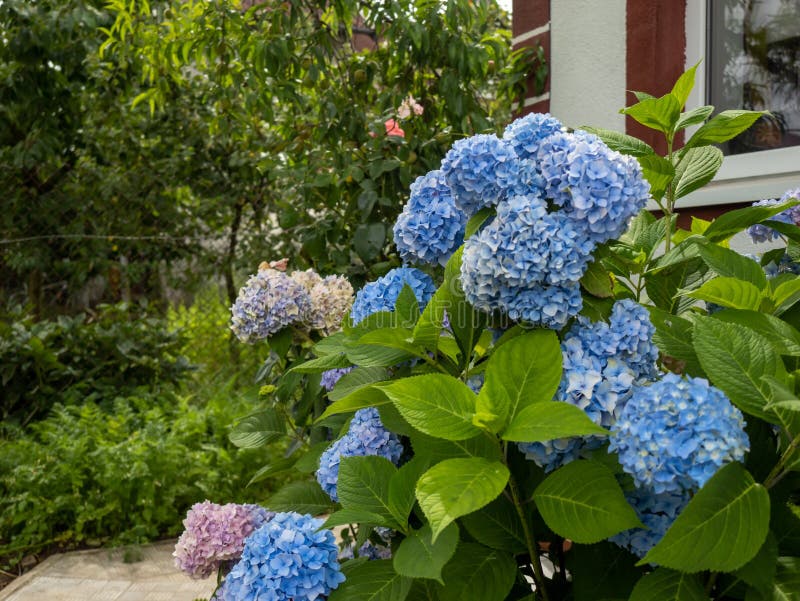 Hydrangea Fluttering Stock Photos - Free & Royalty-Free Stock Photos ...