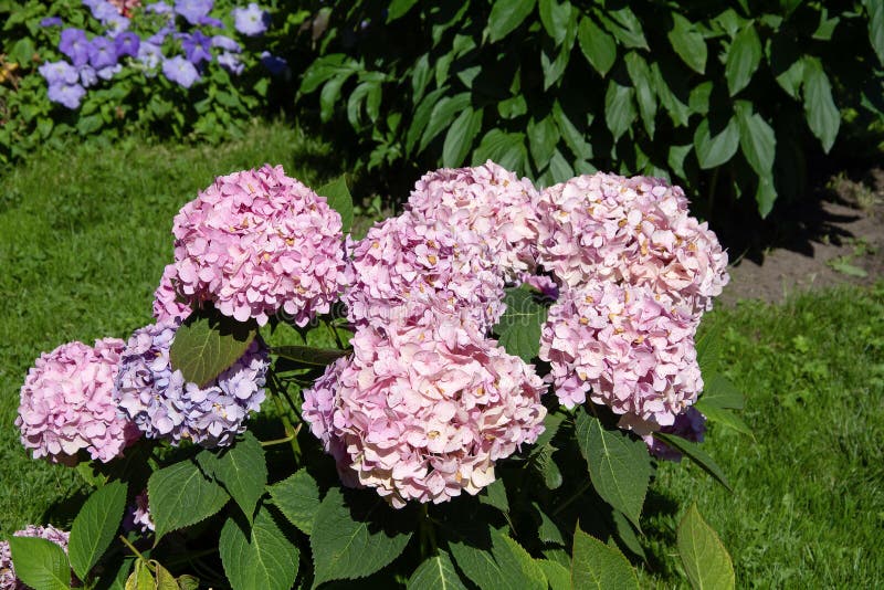 Large-leaved Hydrangea, a Lush Shrub Stock Image - Image of blossom ...