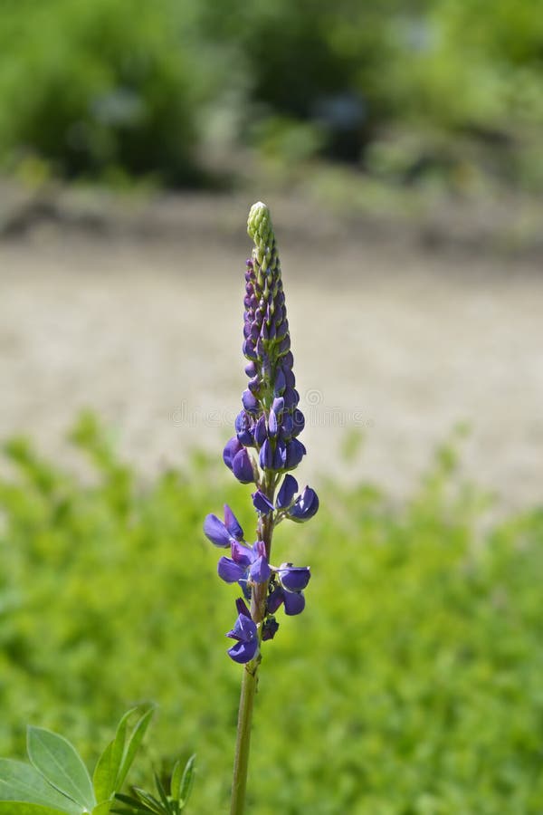 Large leaved lupine stock image. Image of plant, leaved - 258132027