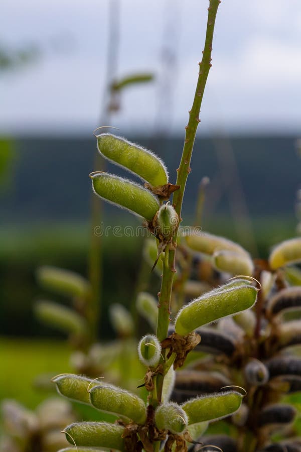 Large Leaved Lupine Seed Pods - Latin Name - Lupinus Polyphyllus Stock ...