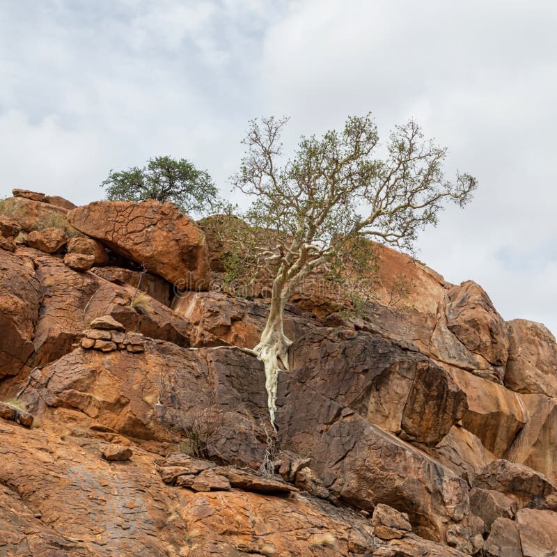 Large-leaved Rock Fig stock image. Image of adventure - 132841565