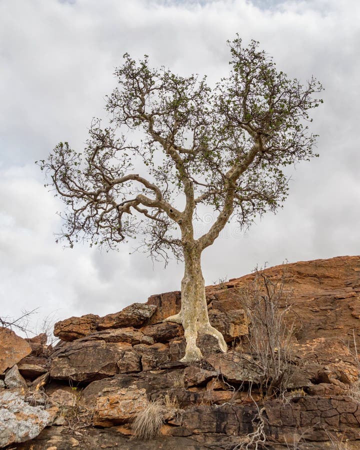 Large-leaved Rock Fig stock photo. Image of rock, face - 132842106