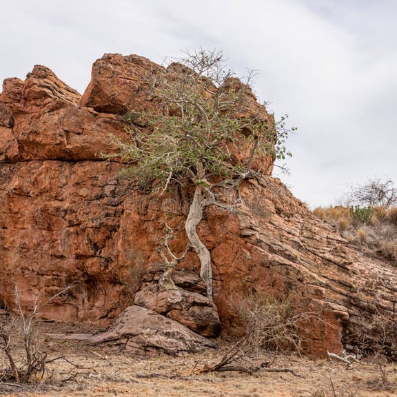 Large-leaved Rock Fig stock image. Image of outdoors - 132843509