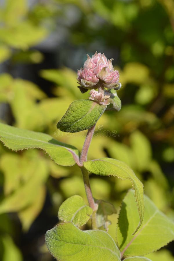 Large-leaved Scabrous Hydrangea Stock Photo - Image of leaves, pink ...