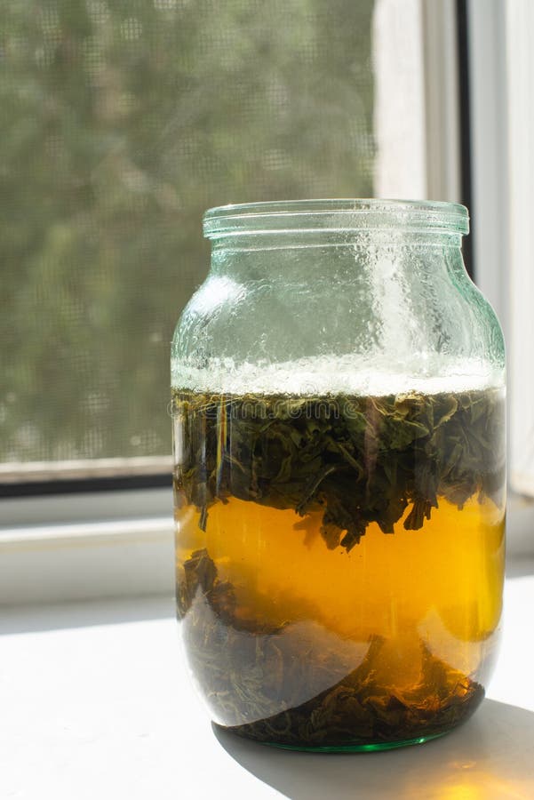 Large Leaves of Brewed Green Tea in a Glass Container Stock Image ...