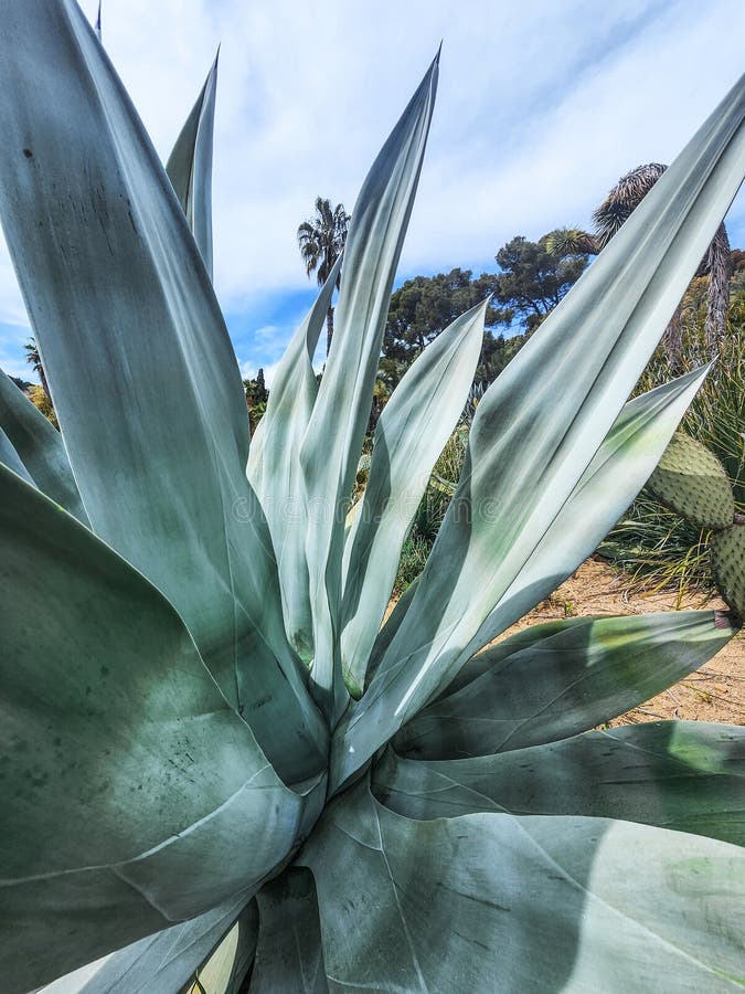 Large Blue Agave Leaves with Thorns. Thick and Rough Textured Leaves ...