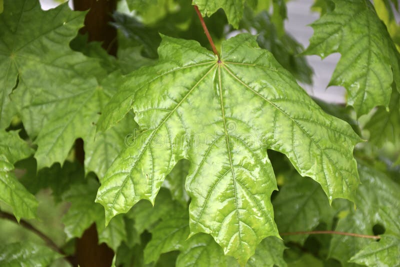 Large Leaves of Green Maple in Spring Stock Photo - Image of shiny ...