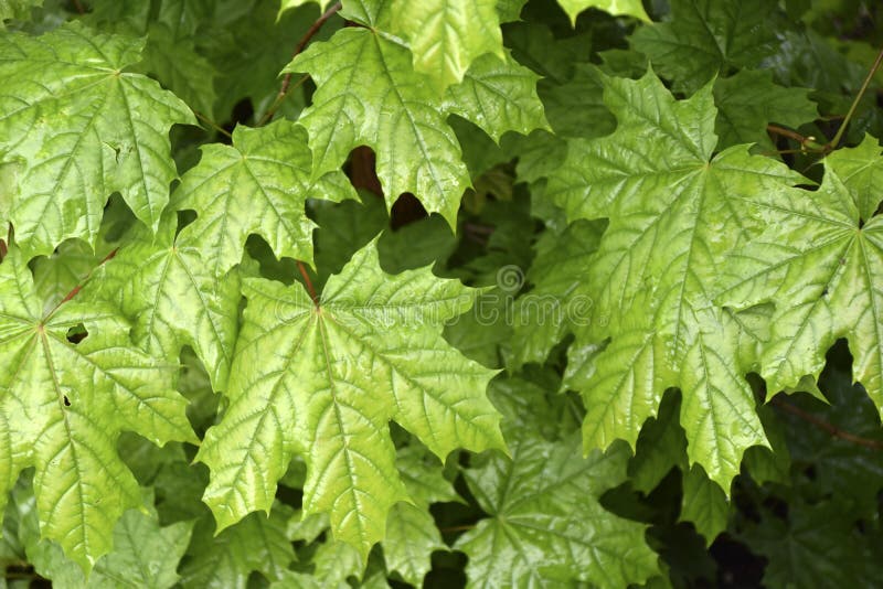 Large Leaves of Green Maple in Spring Stock Photo - Image of beautiful ...