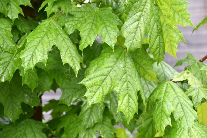 Large Leaves of Green Maple in Spring Stock Image - Image of maple ...
