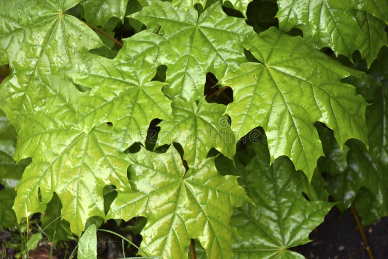 Large Leaves of Green Maple in Spring Stock Image - Image of nutrition ...