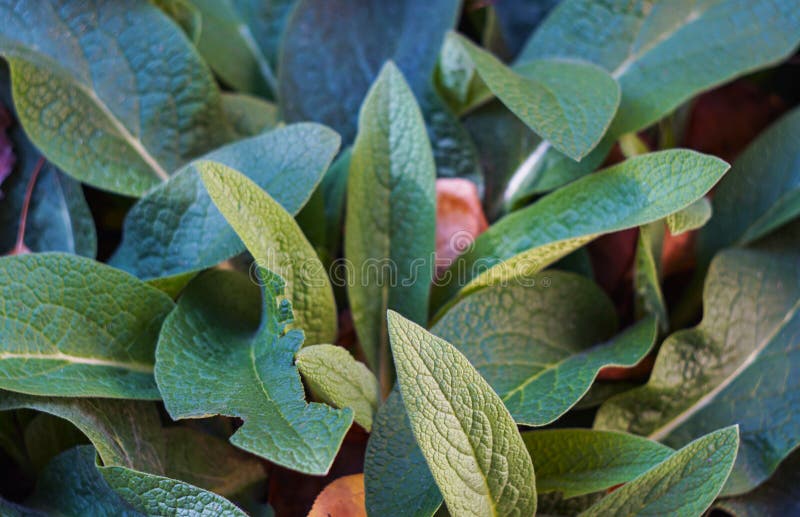 Large leaves stock photo. Image of jungle, garden, closeup - 263570044