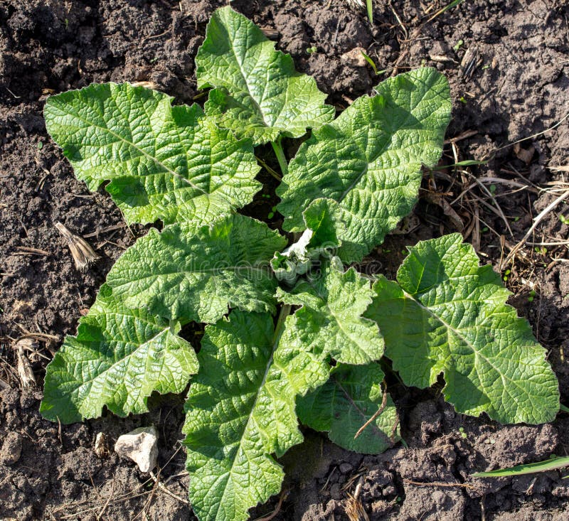 Large Leaves of a Herbaceous Plant on the Ground in Spring Stock Photo ...