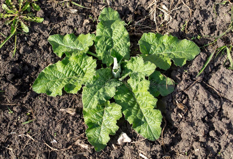 Large Leaves of a Herbaceous Plant on the Ground in Spring Stock Image ...