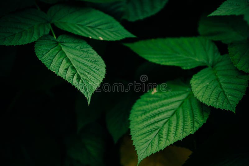 Large Leaves of Raspberry Bush Stock Image - Image of floral, nature ...