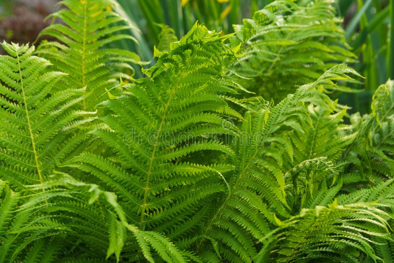 Large Leaves of a Tree Fern in the Garden Stock Image - Image of ...