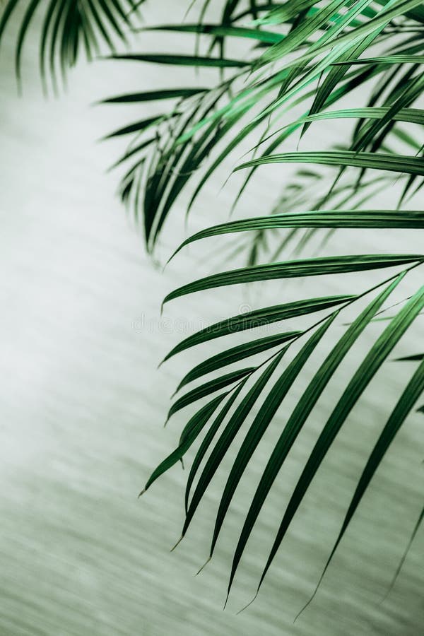 Large Leaves Tropical Palm Tree Texture Plant Stock Image - Image of ...