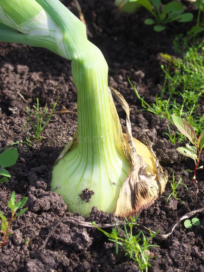 Large Leek Bulbs Sticking Out of Earth Stock Photo - Image of planting ...