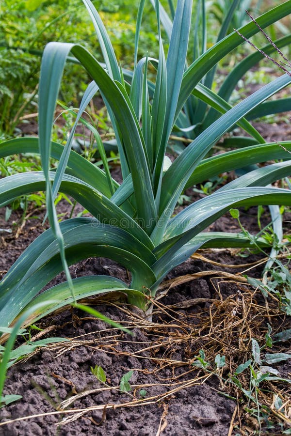 Large Leek Grows in the Ground of Vegetable Garden Stock Image - Image ...