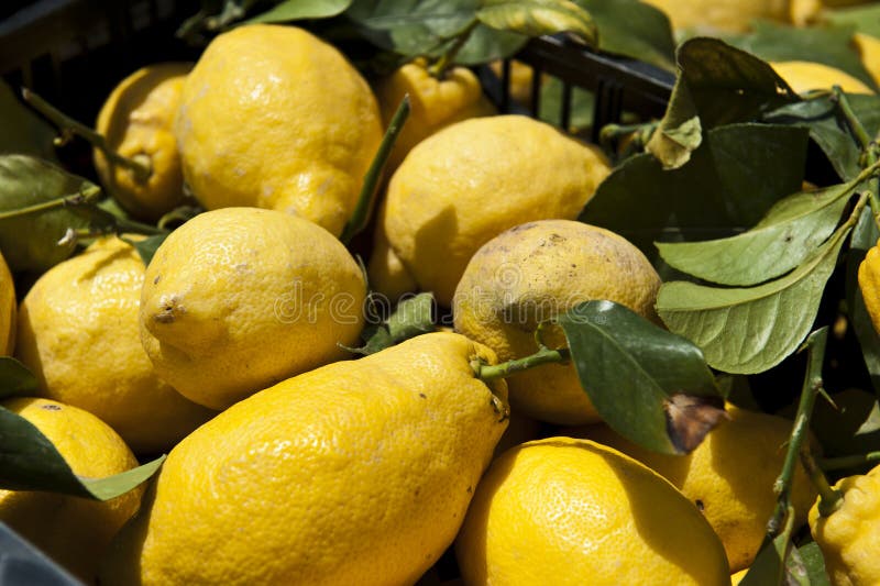 Large Lemon stock image. Image of peel, nutrition, fruit - 25040239