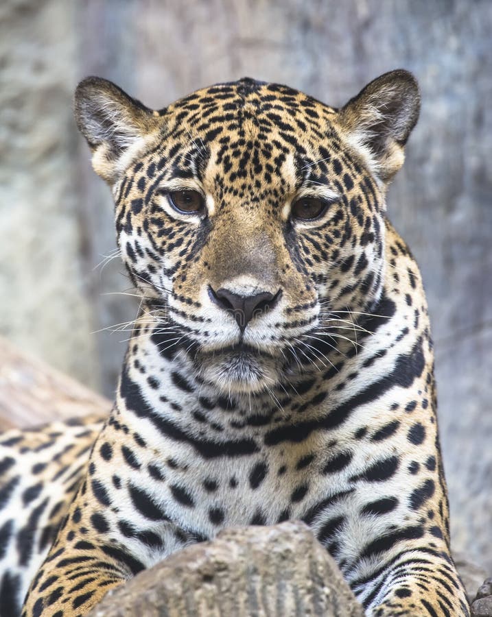 Large Leopard Jaguar stock photo. Image of carnivore - 31964856