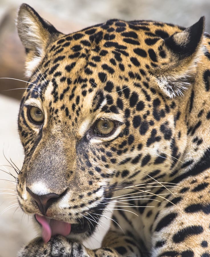 Large Leopard Jaguar stock image. Image of front, themes - 31964907