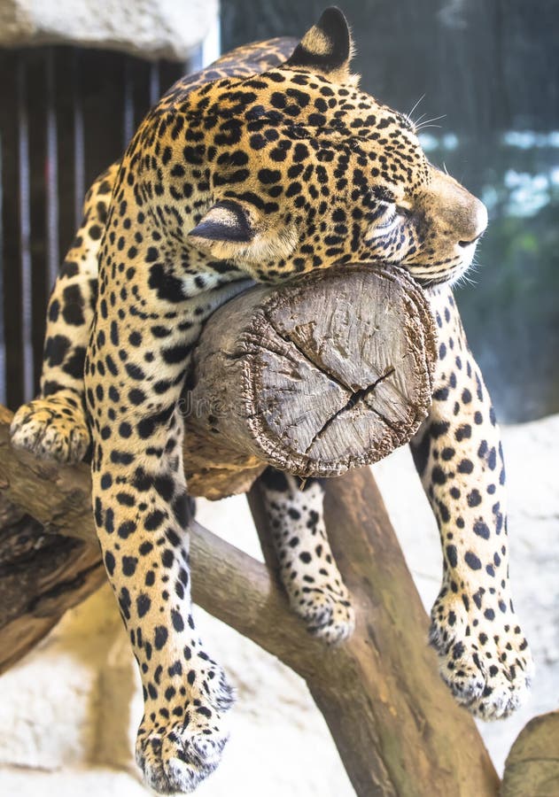 Large Leopard Jaguar stock image. Image of plant, hunting - 31965303