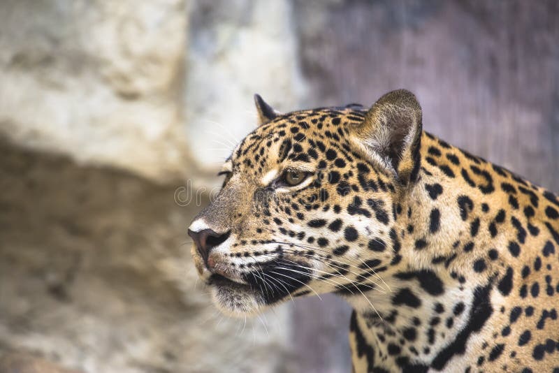 Large Leopard Jaguar stock image. Image of jaguar, front - 31965329