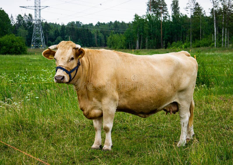 A Large Light Beige Cow Grazes on the Field in the Open Air. Stock ...
