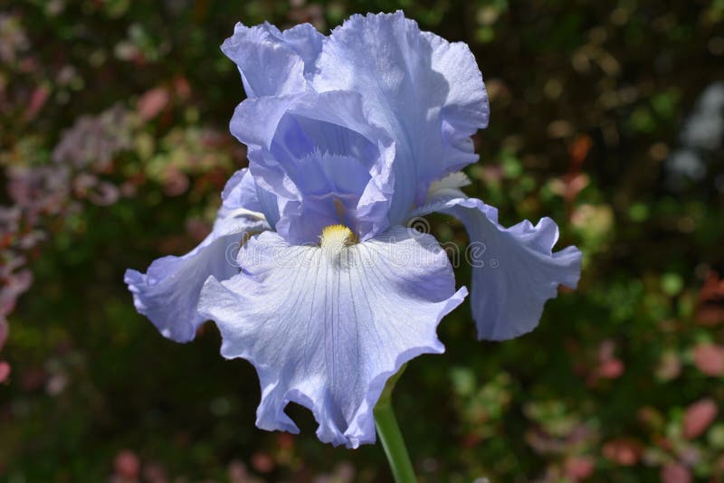 Large Light Blue Iris Flower Stock Image - Image of botany, flower ...