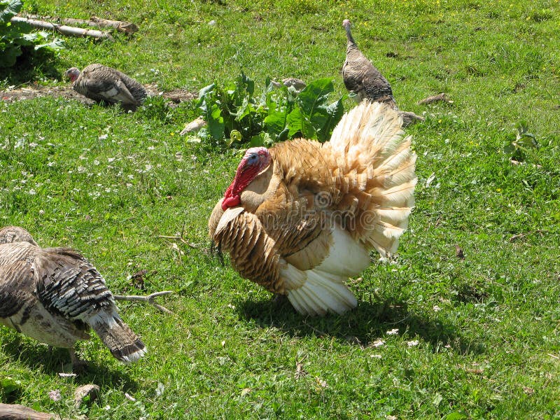 A Large Light Brown Turkey Stands in the Middle of Green Grass in the ...