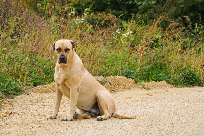 A Large Light-colored Dog is Sitting on the Road Stock Photo - Image of ...