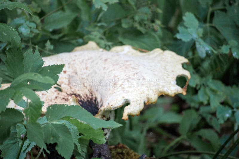 .a Large, Light-colored Mushroom with an Irregular Shape and Rough ...