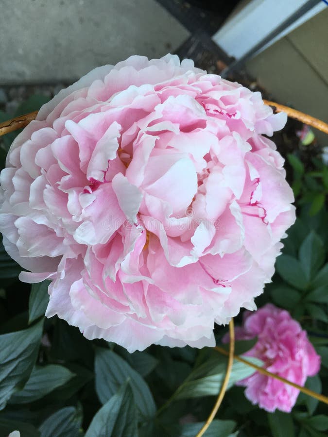 Light Pink Peony stock photo. Image of large, blossomed - 149476176