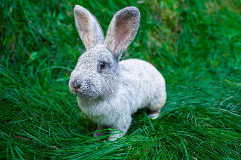 Large Light Silver - Medium Sized Rabbit Lies on a Green Grass Stock ...