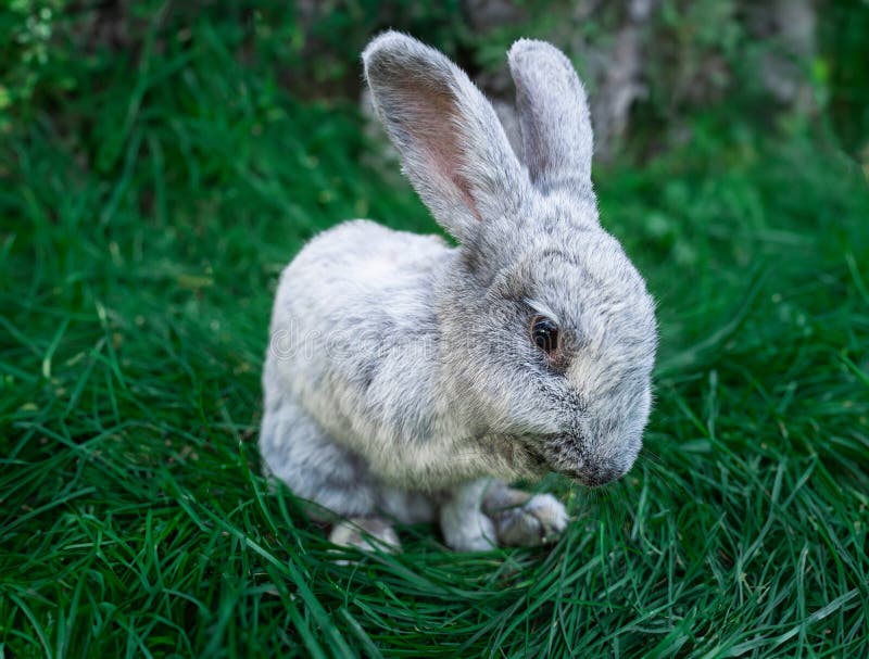 Large Light Silver - Medium Sized Rabbit Lies on a Green Grass Stock ...