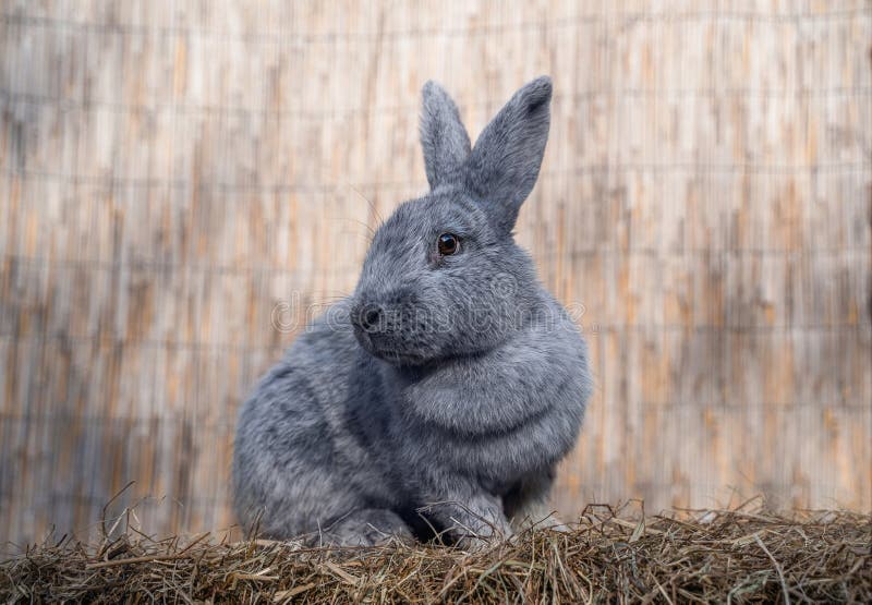 Large Light Silver Medium Sized Rabbit Sitting on a Hay before Easter ...