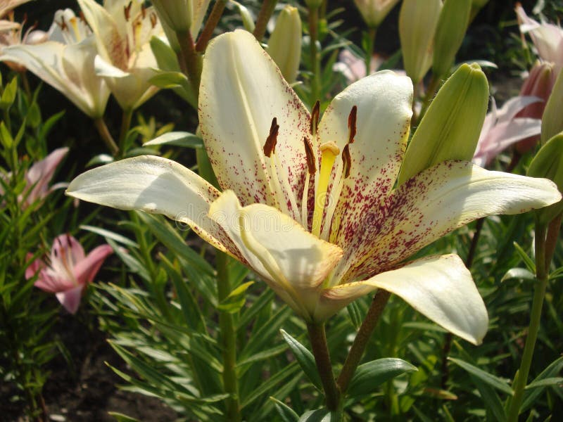 Large Lily Flowers in Sunlight. Stock Photo - Image of floral, colorful ...