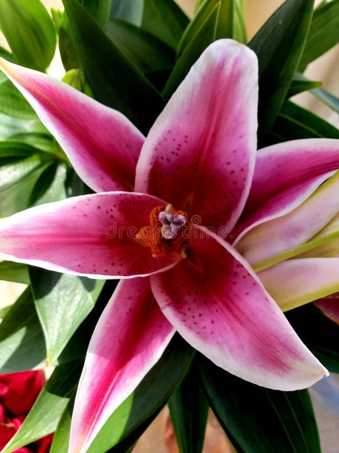 Large Lily in Pink and Full Bloom Stock Photo - Image of spring, grow ...