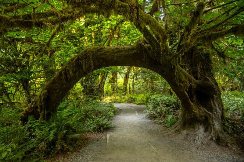 Large Limbs of Tree Covered in Moss Make a Tunnel Over Trail Stock ...
