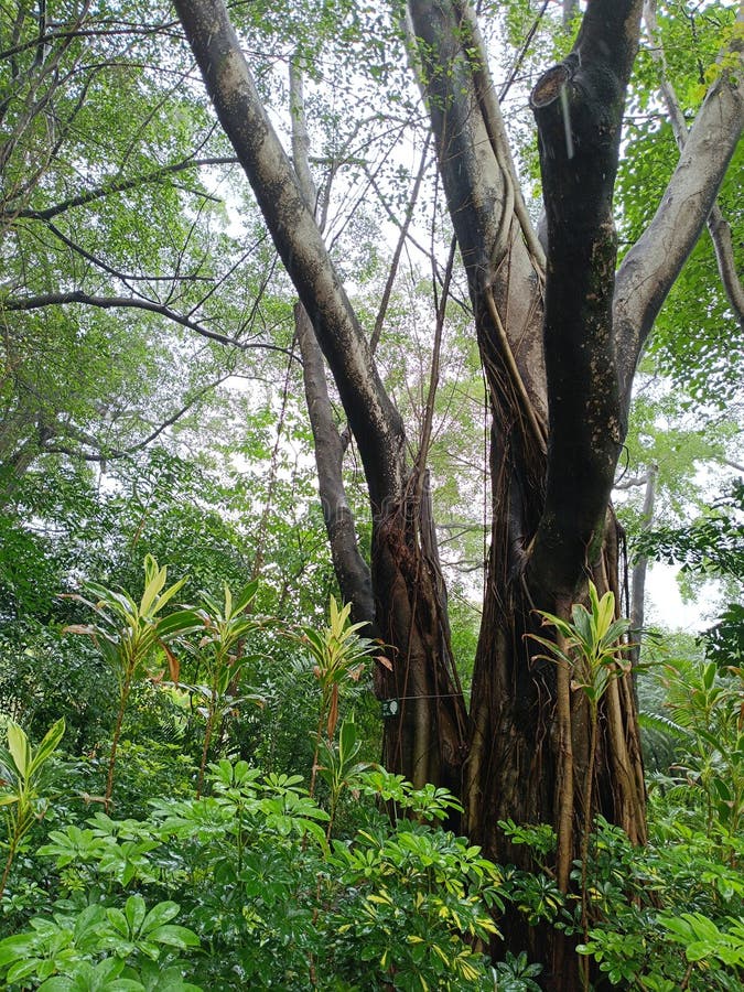 Large Linden Tree with Dense Green Foliage Stock Photo - Image of leaf ...